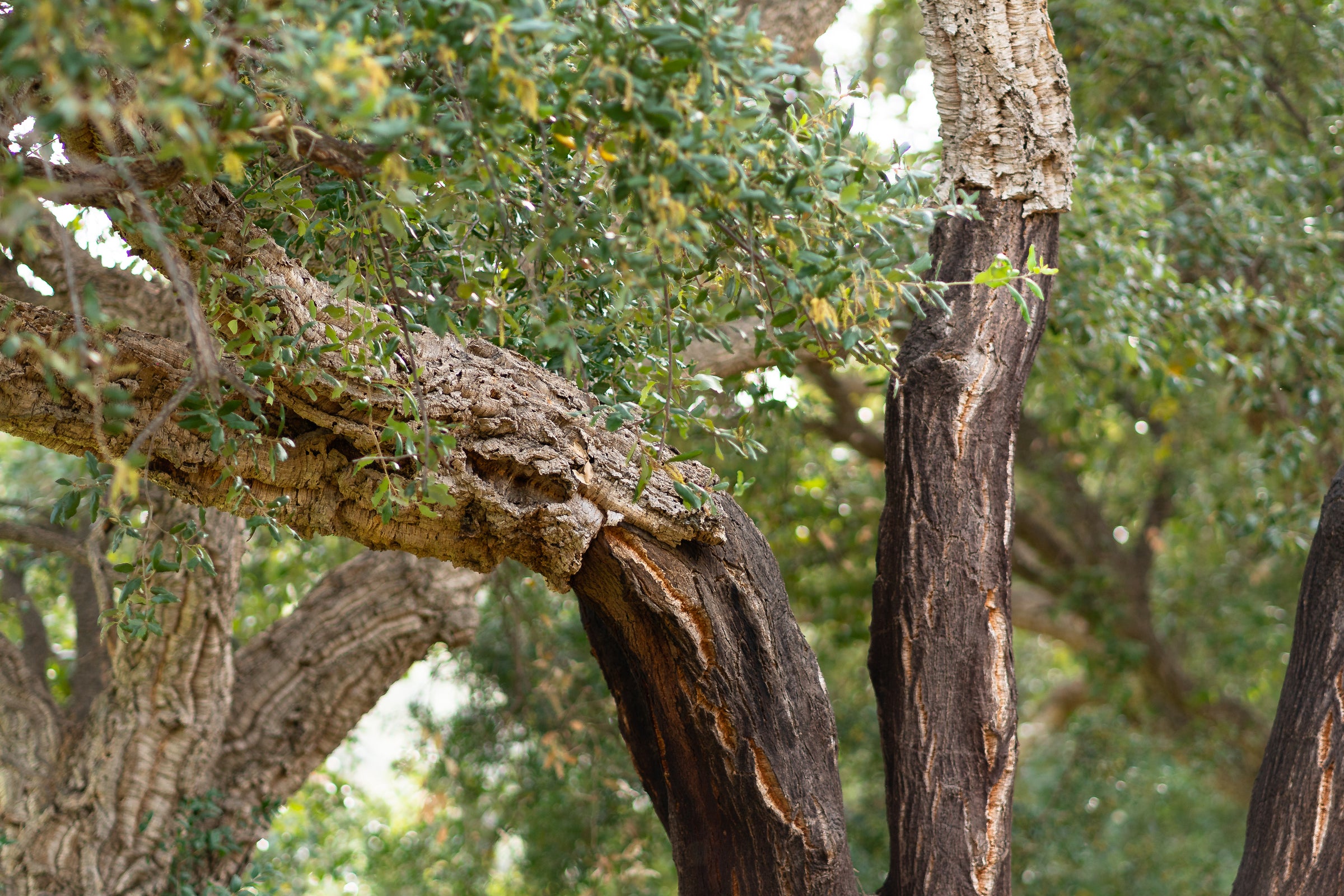 Syfar Natural Cork Panel